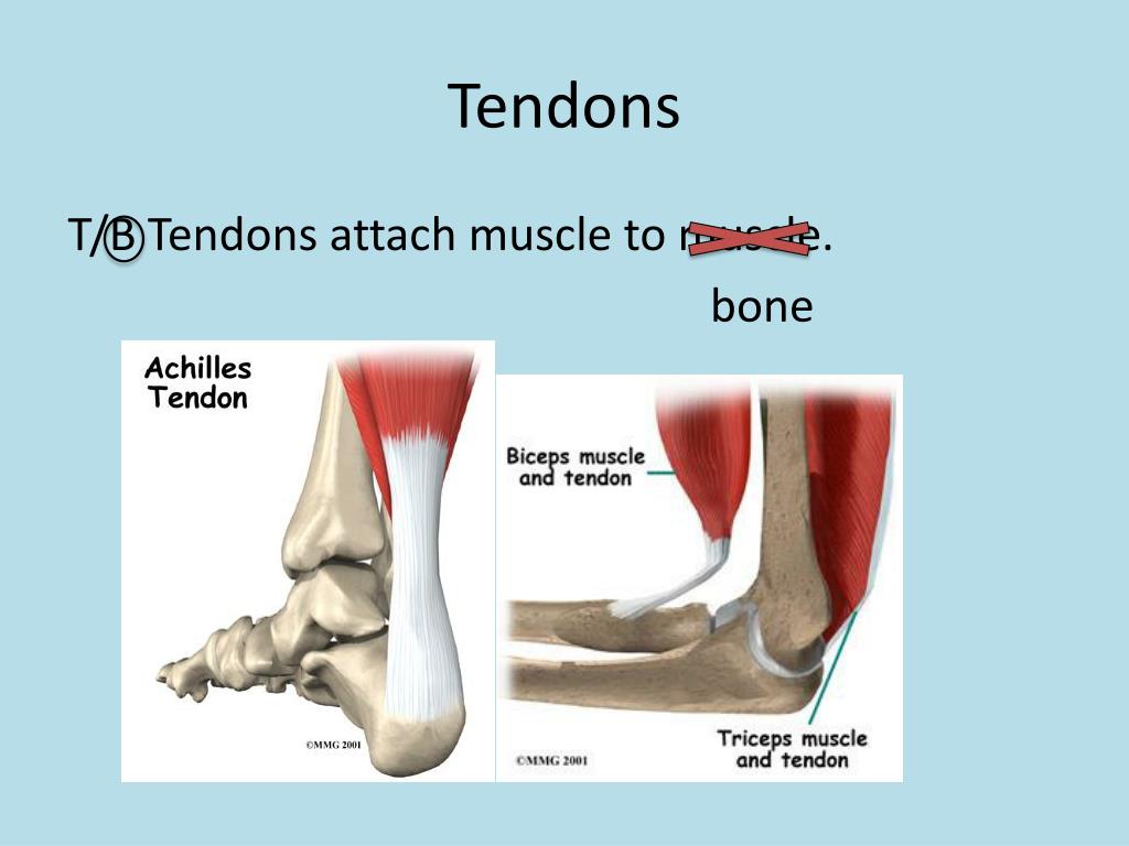 PPT - Learning Target: Compare skeletal, smooth and cardiac muscle ...