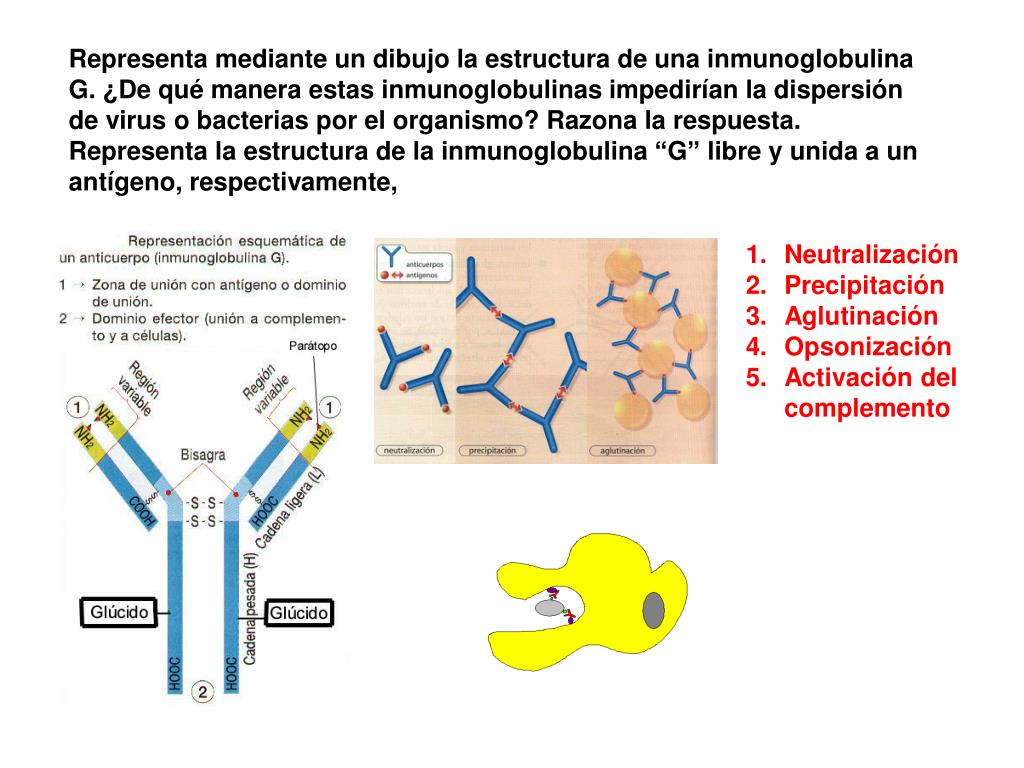 Ppt Tema 12 Inmunología Powerpoint Presentation Free Download Id