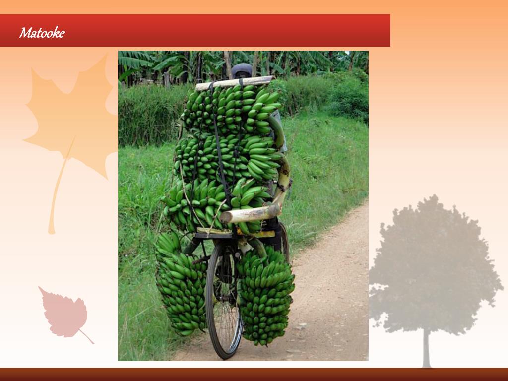 PPT - A glimpse of Uganda's diverse heritage PowerPoint Presentation ...