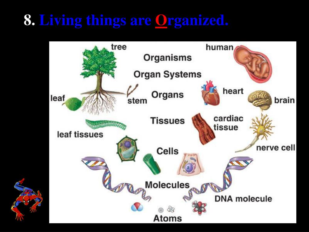PPT - Life is diverse yet all living things share common ...
