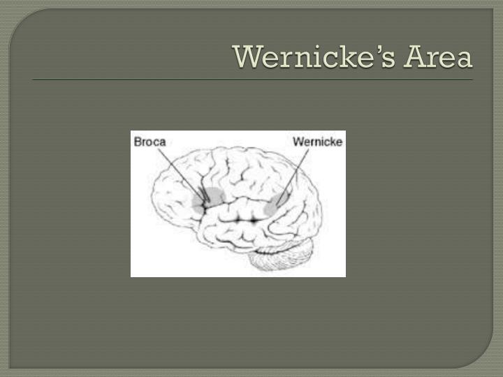 PPT - Carl Wernicke’s Aphasia Case Study PowerPoint Presentation - ID ...