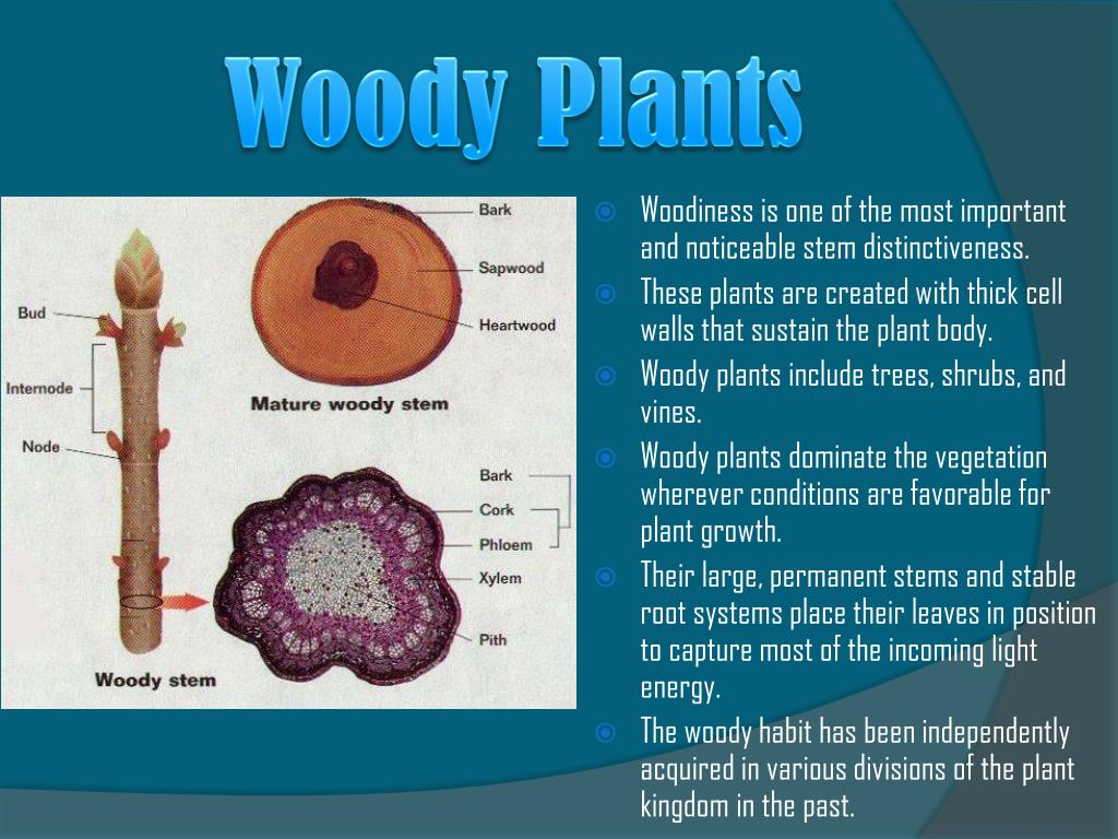 PPT - Woody & Herbaceous Plants PowerPoint Presentation, free download ...