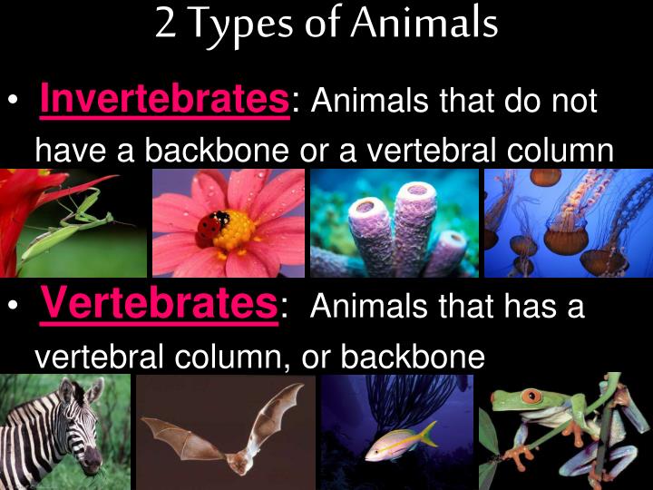 PPT - Zoology PowerPoint Presentation - ID:2387752