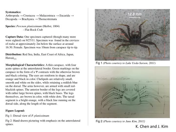 PPT - Fig 1 (Photo courtesy to Luke Ueda- Sarson , 2011) PowerPoint ...