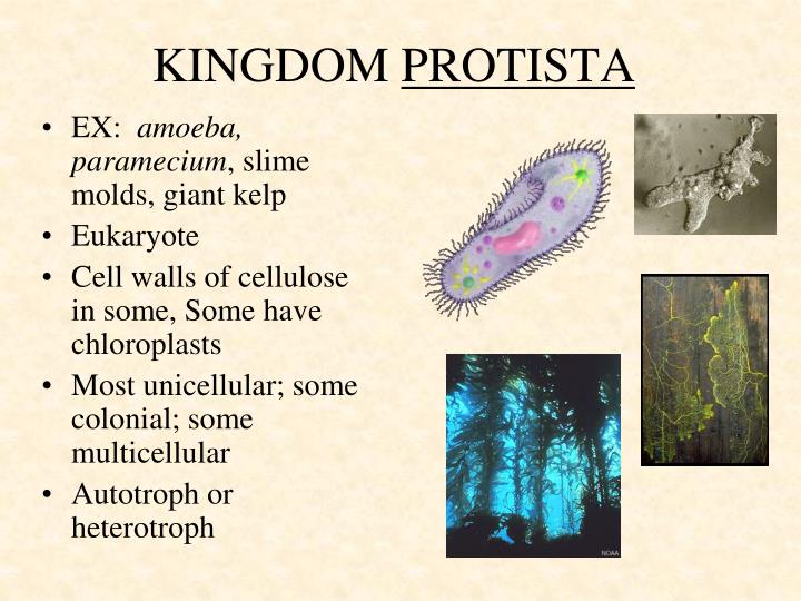 PPT - TAXONOMY PowerPoint Presentation - ID:2389927