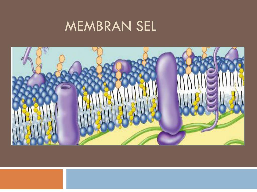 PPT - BIOLOGI SEL (Dra. Sri Rejeki Rahayuningsih Msi) PowerPoint ...