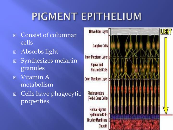 PPT - HISTOLOGY OF EYE PowerPoint Presentation - ID:2390129