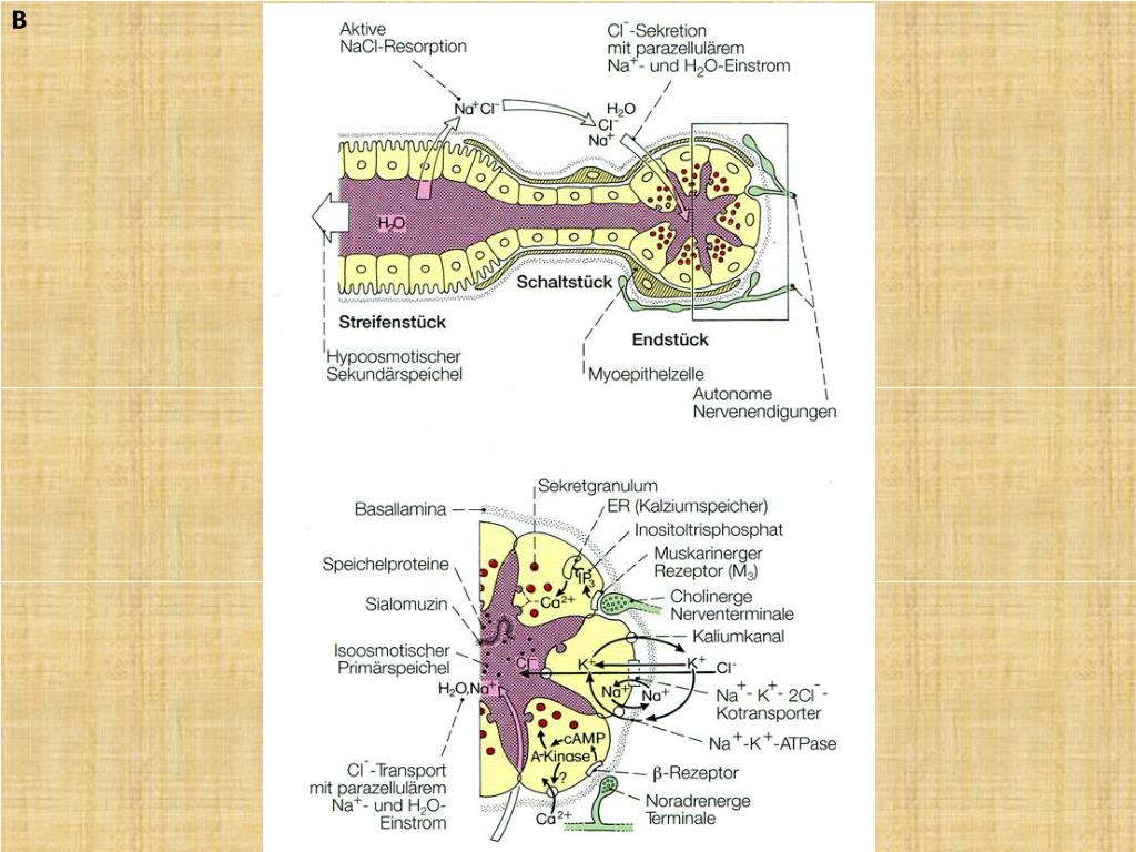 PPT - Tiermedizinische Histologie I. Semester , Allgemeine Histologie ...