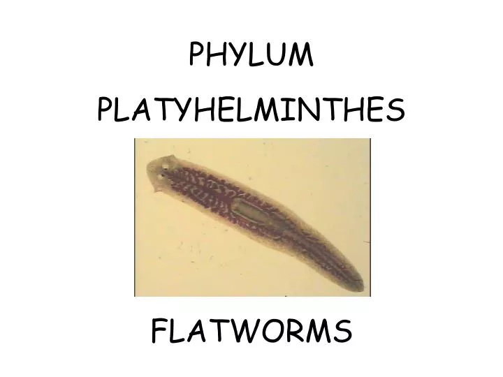 PPT - PHYLUM PLATYHELMINTHES FLATWORMS PowerPoint Presentation, free ...