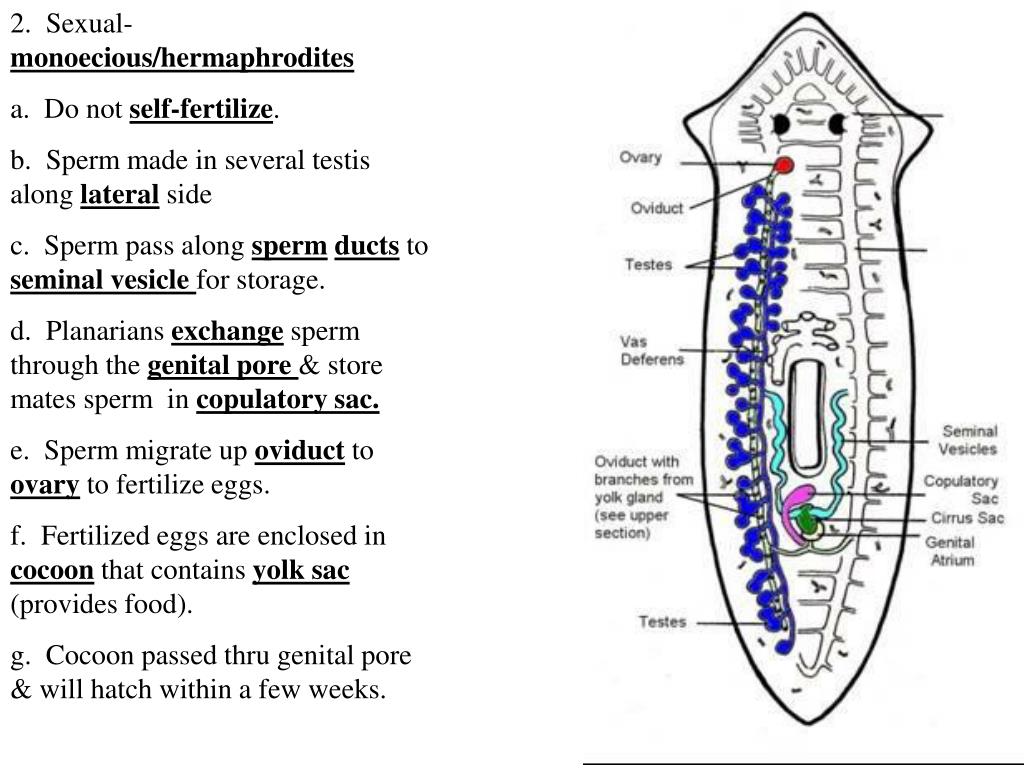 Ppt Phylum Platyhelminthes Flatworms Powerpoint Presentation Free Download Id2390221