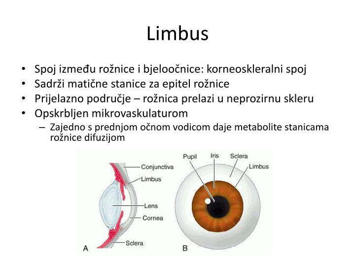PPT - Osjetila PowerPoint Presentation - ID:2390271