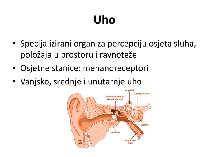 PPT - Osjetila PowerPoint Presentation - ID:2390271