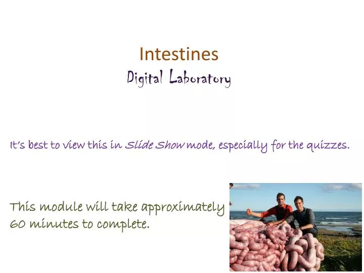 PPT - Intestines Digital Laboratory PowerPoint Presentation, free ...