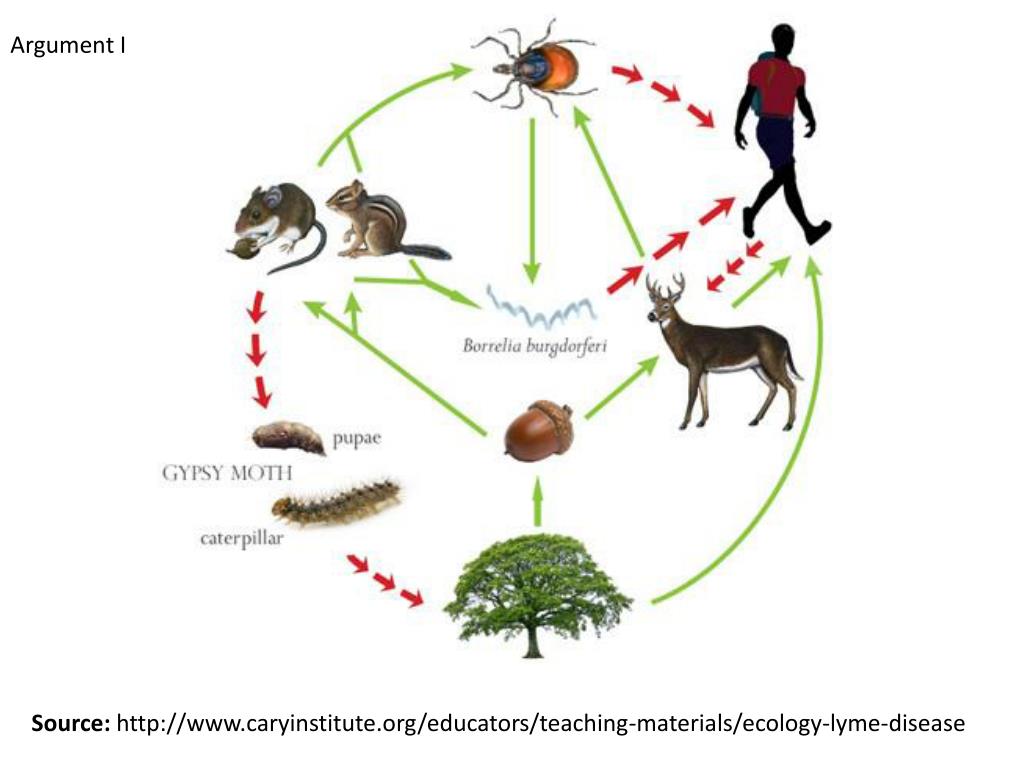 PPT - Ecological Effects on Lyme Disease Transmission PowerPoint ...