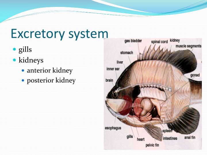PPT - Fish Medicine PowerPoint Presentation - ID:2391014