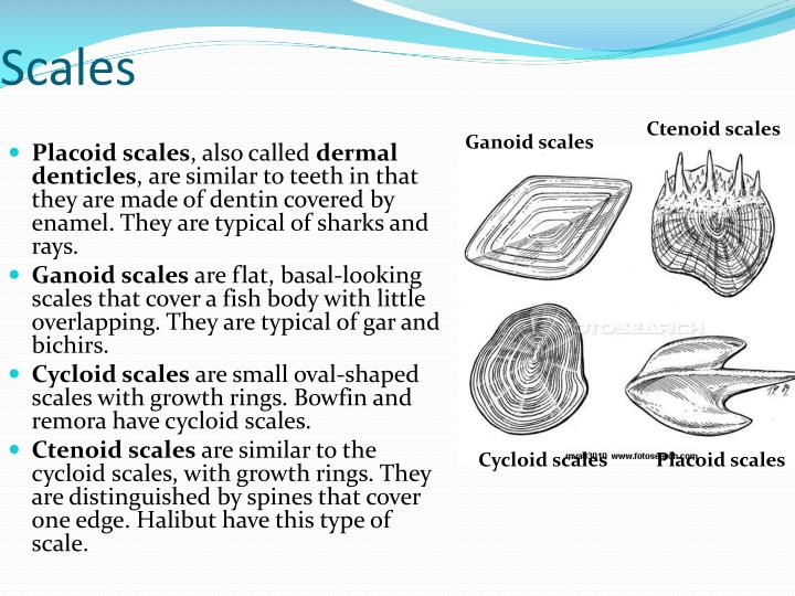 PPT - Fish Medicine PowerPoint Presentation - ID:2391014