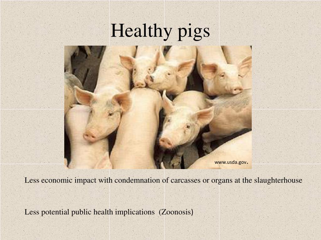 PPT - Morphologic and molecular pathogenesis study of lesions in ...