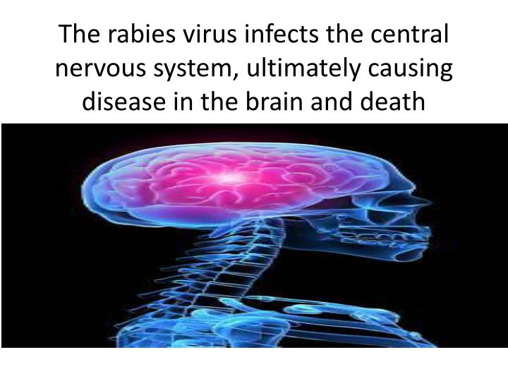 PPT - Rabies PowerPoint Presentation - ID:2391284