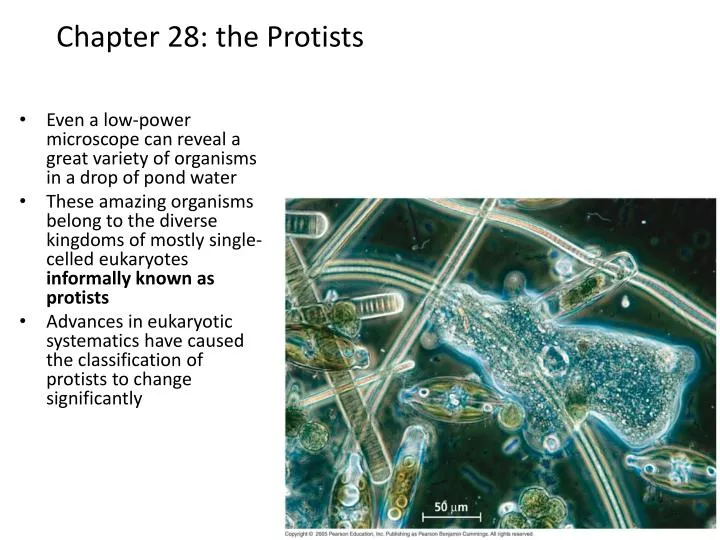 PPT - Chapter 28: the Protists PowerPoint Presentation, free download - ID:2391393