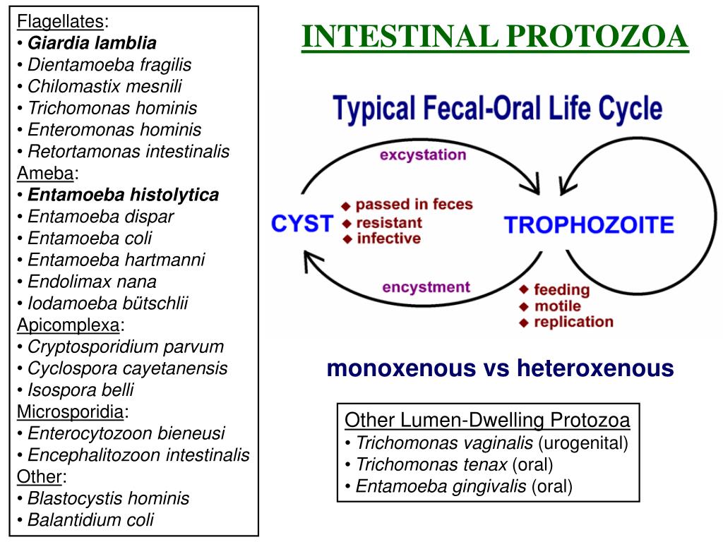 PPT - Flagellates : Giardia lamblia Dientamoeba fragilis Chilomastix ...