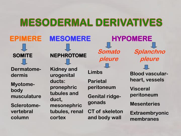 PPT - CRANIATE EMBRYOGENESIS PowerPoint Presentation - ID:2391783