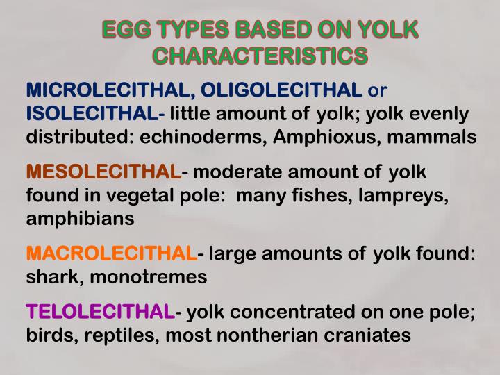 PPT - CRANIATE EMBRYOGENESIS PowerPoint Presentation - ID:2391783