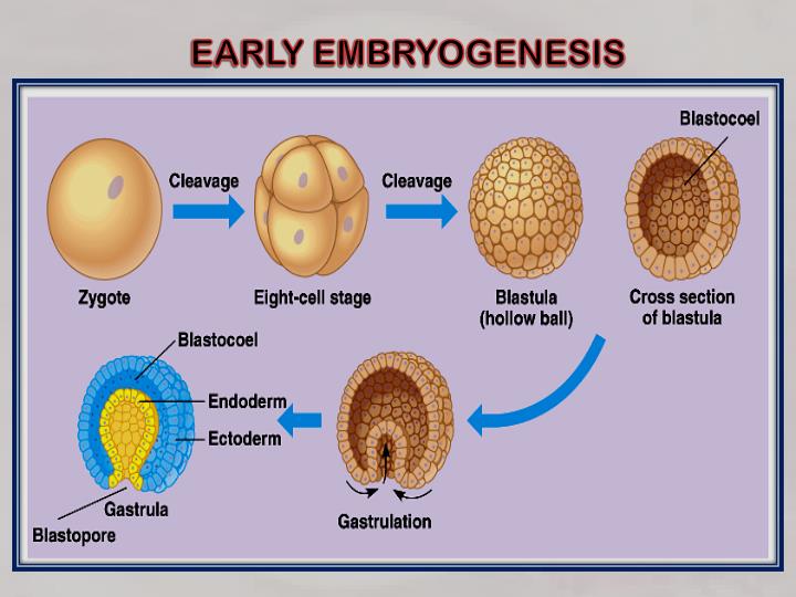 PPT - CRANIATE EMBRYOGENESIS PowerPoint Presentation - ID:2391783