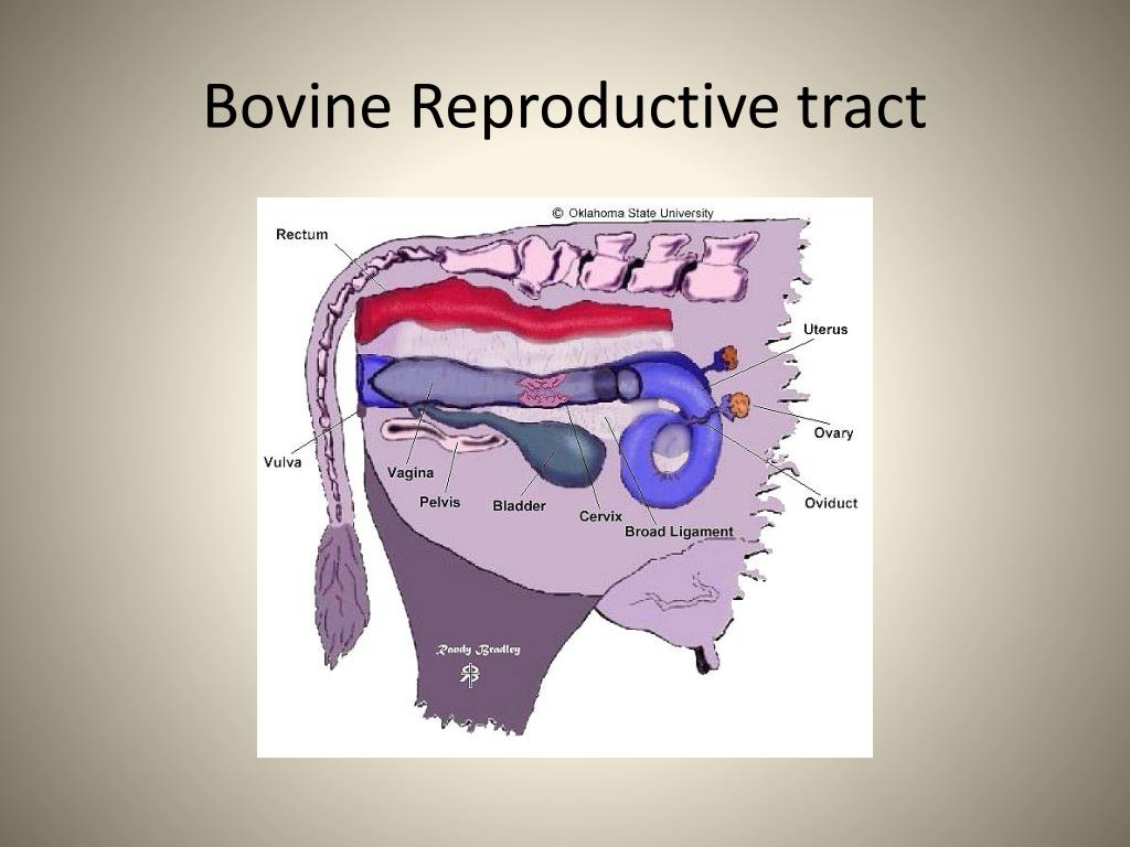 PPT - Female Reproductive System, Neonatology PowerPoint Presentation ...