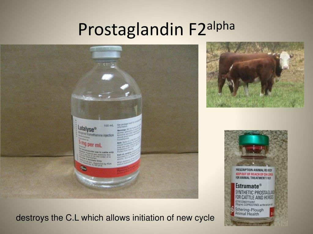 PPT - Female Reproductive System, Neonatology PowerPoint Presentation ...