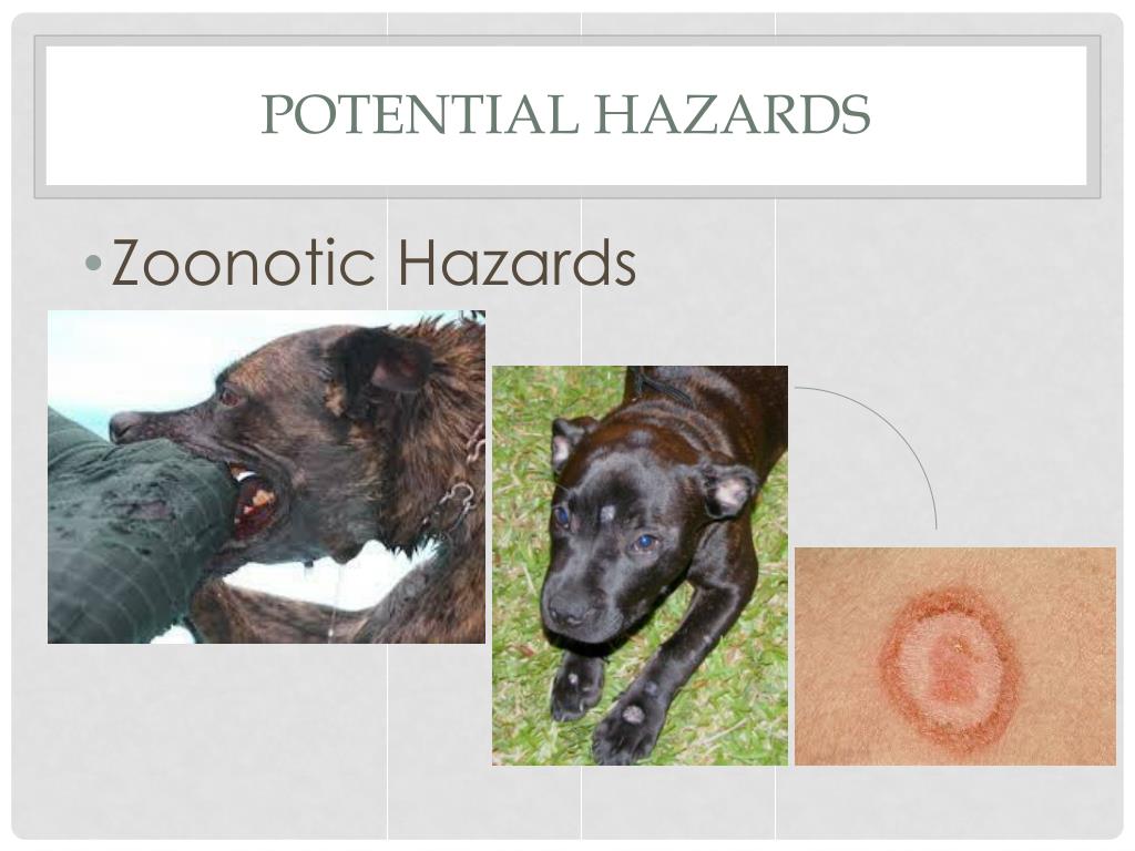 PPT - Safety and Sanitation in the Vet Clinic PowerPoint Presentation ...