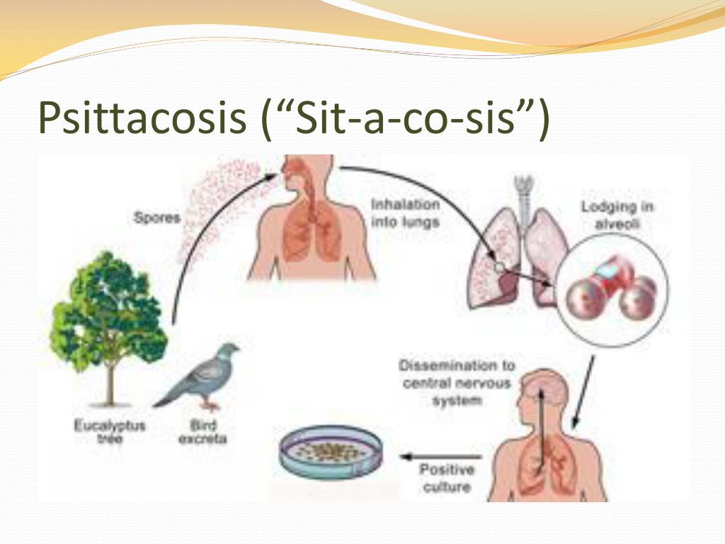 PPT - Pet Safety/Zoonotic Diseases PowerPoint Presentation, free ...