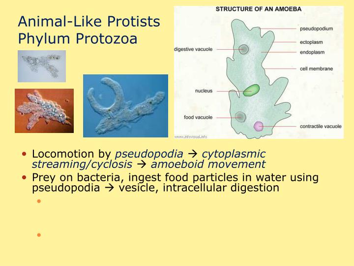 PPT - Animal-Like Protists PowerPoint Presentation - ID:2392127