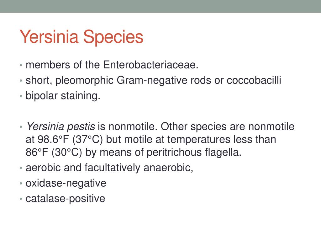 PPT - Yersinia,FRANCISELLA,PASTEURELLA,VIBRIO, CAMPYLOBACTER PowerPoint ...