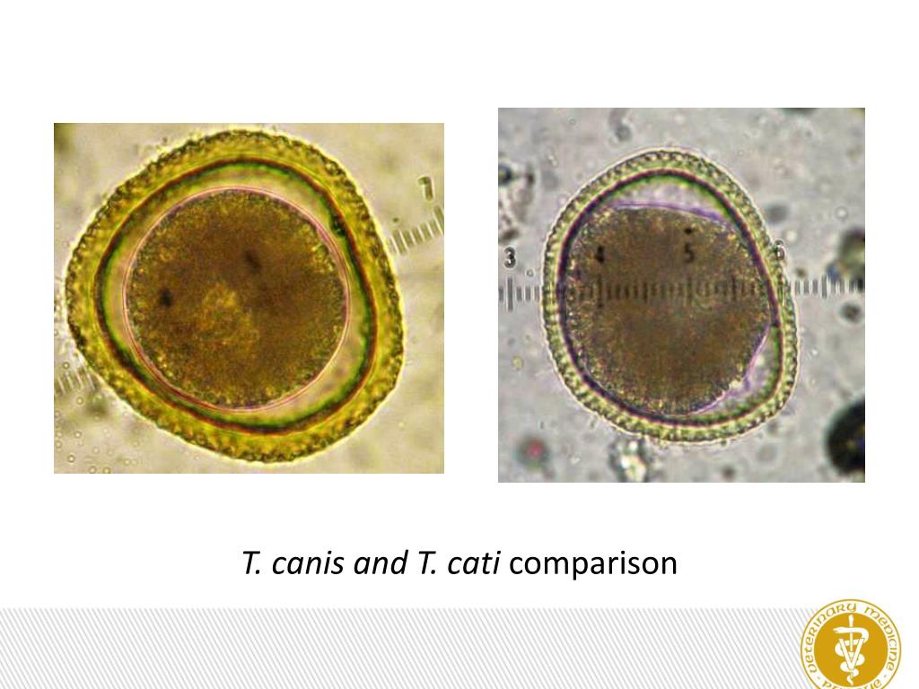 PPT - Joe Camp Professor of Veterinary Parasitology Purdue University ...