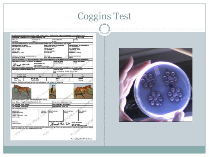 PPT - Biosecurity on the Horse Farm PowerPoint Presentation - ID:2392377