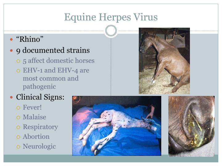 PPT - Biosecurity on the Horse Farm PowerPoint Presentation - ID:2392377