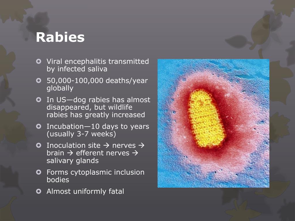 PPT - Clin Med II Infectious Disease PowerPoint Presentation, free ...