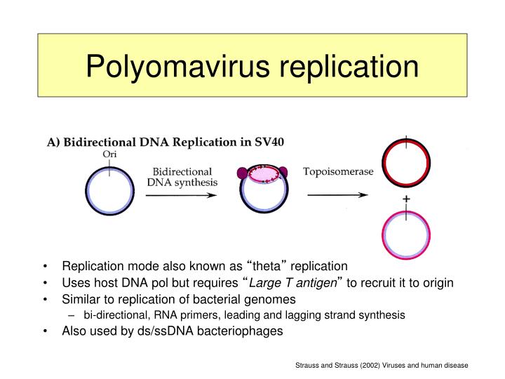 PPT - Lecture objectives: PowerPoint Presentation - ID:2392569