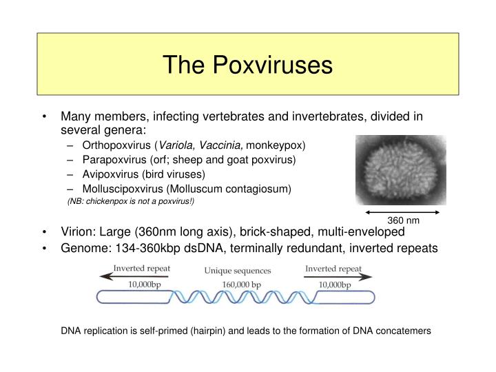 PPT - Lecture objectives: PowerPoint Presentation - ID:2392569