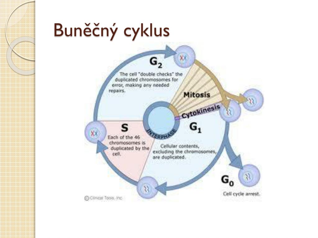 PPT - Úvod do fyziologie , experiment Fyziologie buňky PowerPoint ...