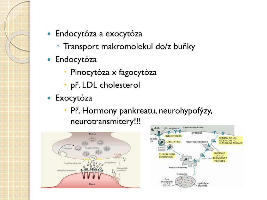 PPT - Úvod do fyziologie , experiment Fyziologie buňky PowerPoint ...