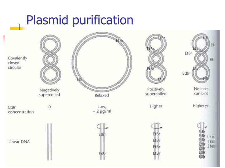 PPT - Microbial Genetics (Micr340) PowerPoint Presentation - ID:2393562