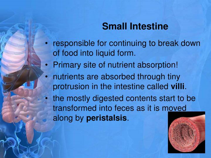 PPT - The Digestive System PowerPoint Presentation - ID:2393574