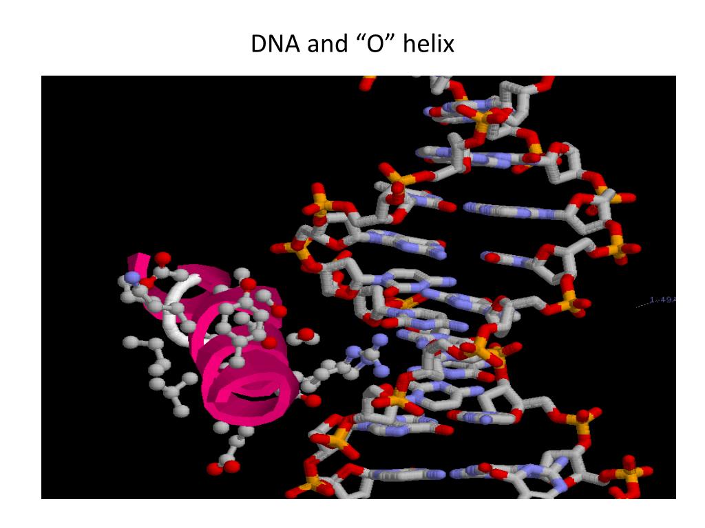 PPT - T hermus AQ uaticus DNA polymerase PowerPoint Presentation, free ...