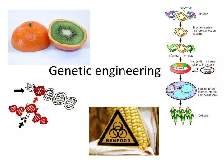PPT - Genetic engineering PowerPoint Presentation, free download - ID ...
