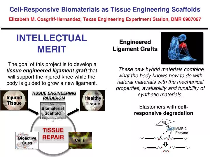 PPT - Intellectual Merit PowerPoint Presentation, free download - ID ...