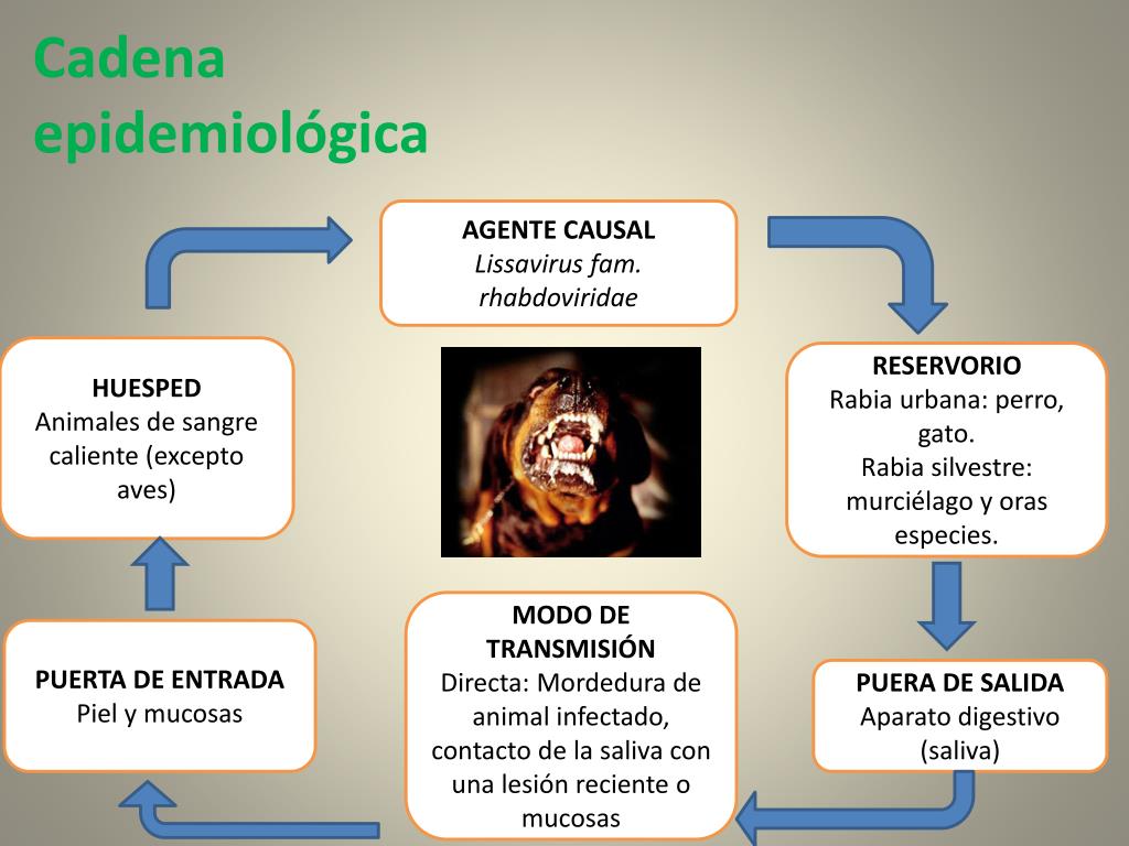 PPT - HISTORIA NATURAL DE LA RABIA PowerPoint Presentation, free ...