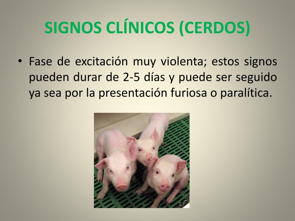 PPT - HISTORIA NATURAL DE LA RABIA PowerPoint Presentation, free ...
