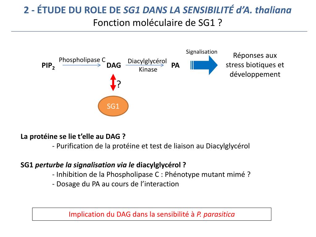 PPT - Auditions de l’École Doctorale Sciences de la Vie et de la Santé ...