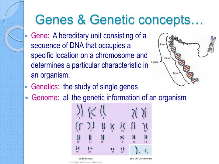 PPT - Online Mendelian Inheritance in Man (OMIM): What it is & What it ...